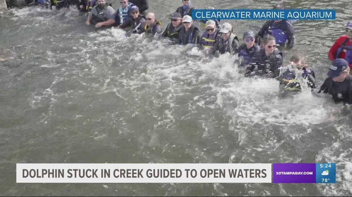 Clearwater Marine Aquarium helps guide dolphin to open waters | wtsp.com
