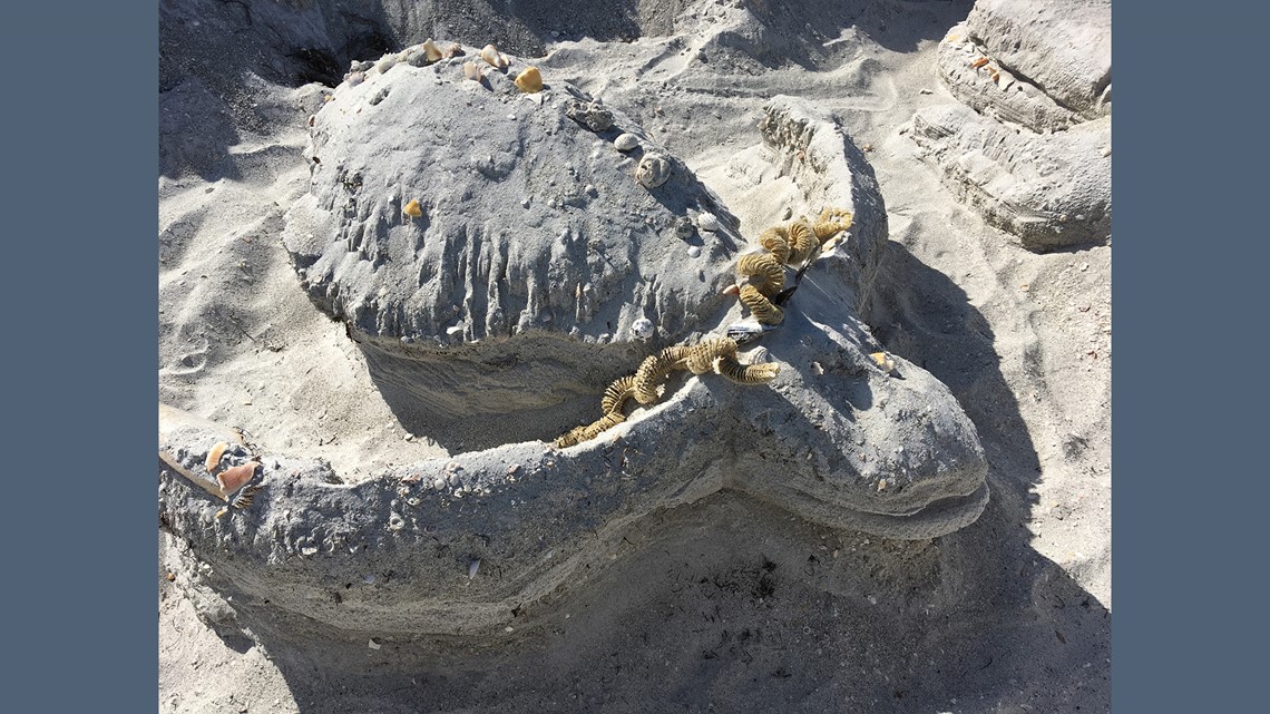 "Turtle Man" catches attention for sea-themed sculptures | wtsp.com