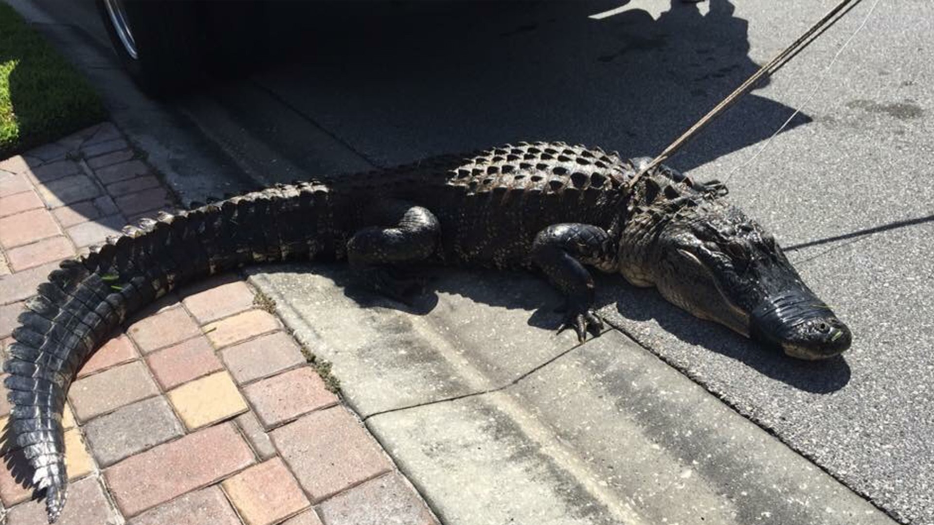 Alligator mating season is underway, so expect to see gators active in ...