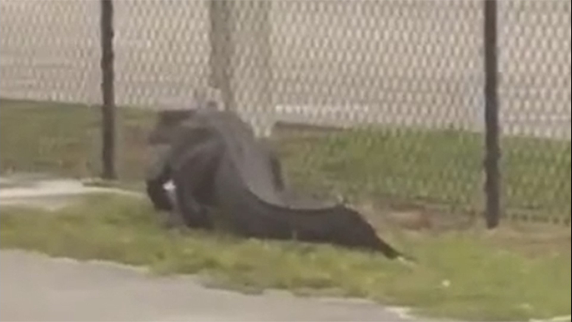 WATCH | Gator caught hanging out at middle school | wtsp.com