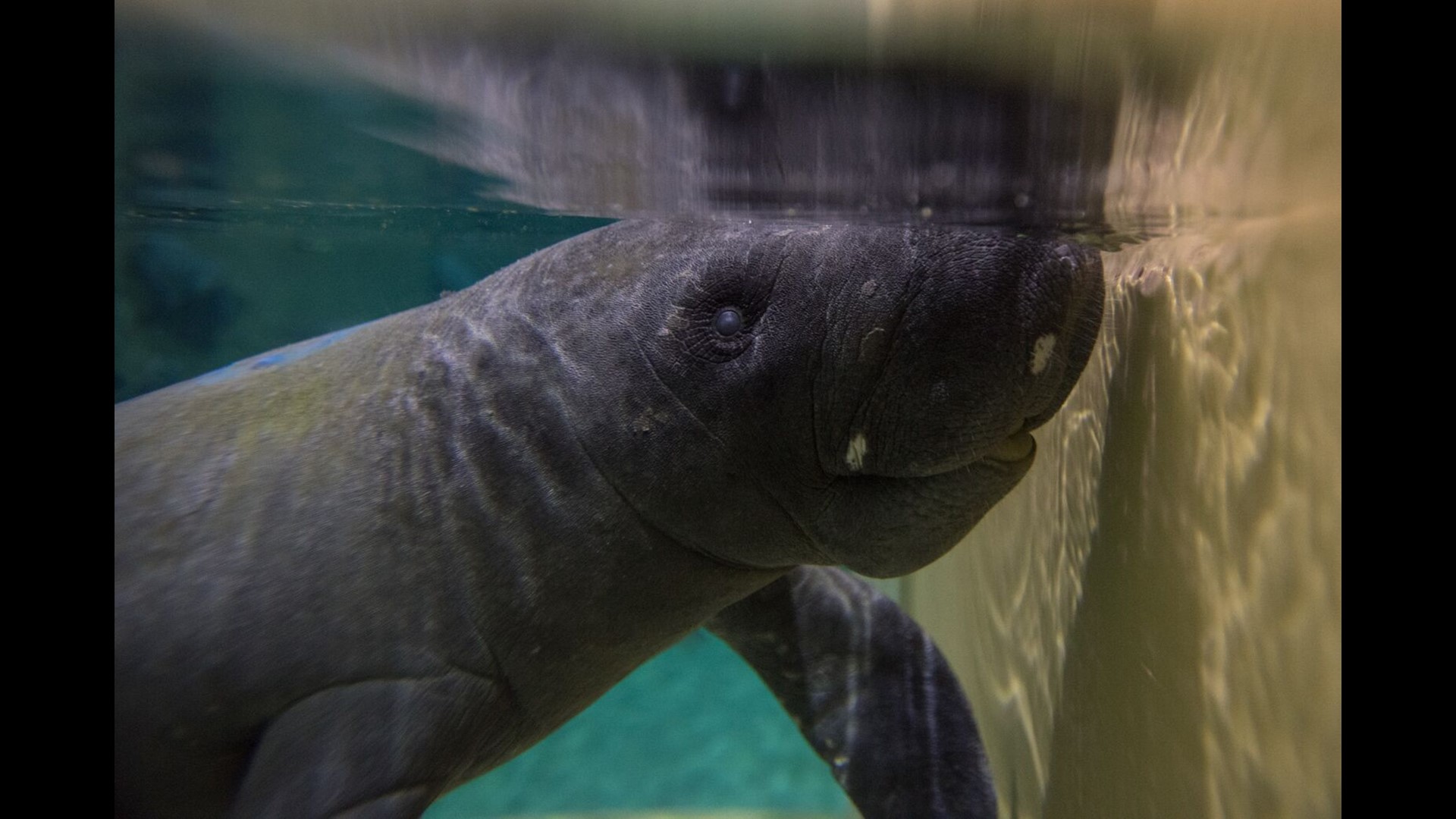 Flighty name: Zoo names rescued Fla. manatee after SpaceX rocket | wtsp.com