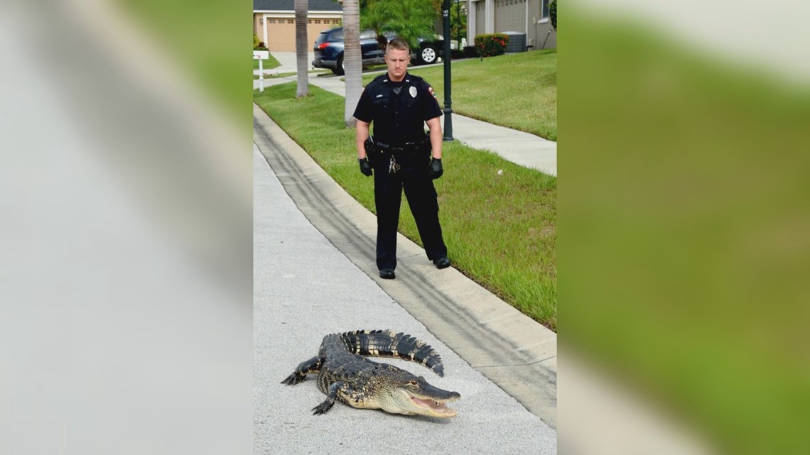 Winter Haven officers capture 5-foot gator | wtsp.com