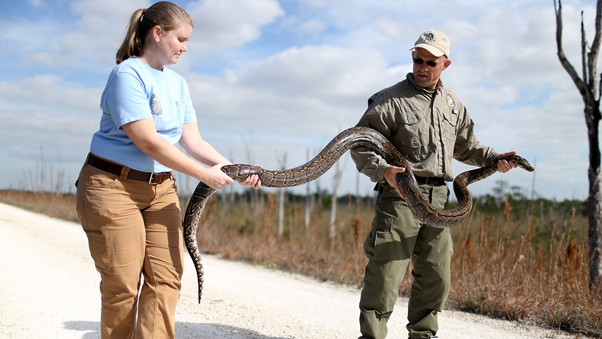 Why Hurricane Andrew had a lot to do with our python problem in Florida ...