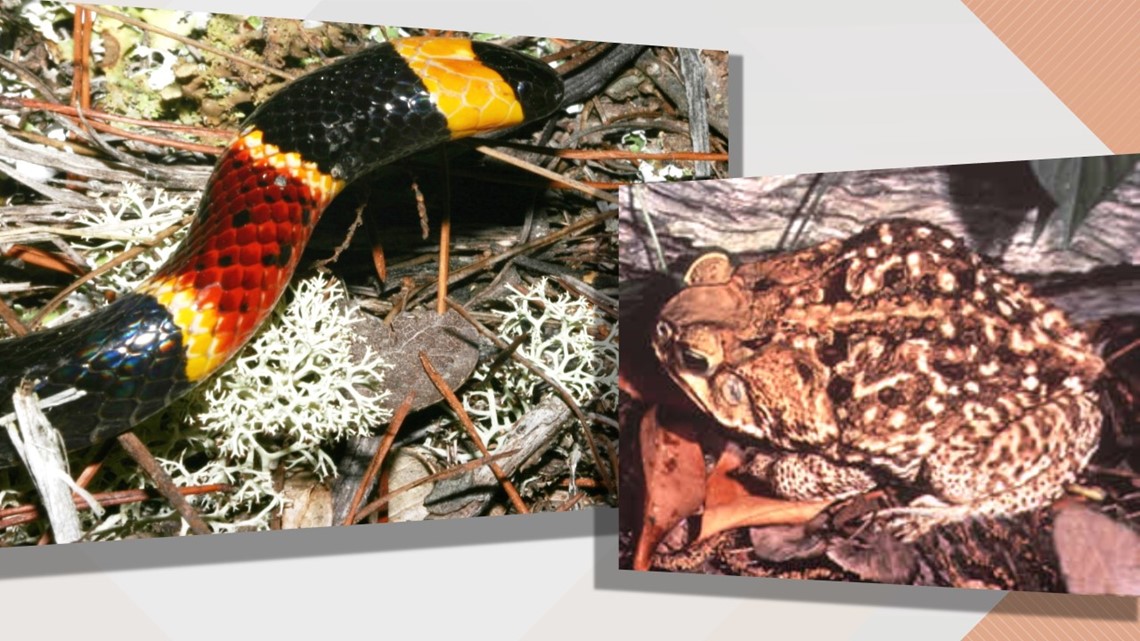 Bufo toads, coral snakes, oh my! Poisonous reptiles emerge after recent ...