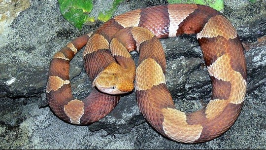 Don't touch that -- your guide to the six venomous snakes in Florida ...