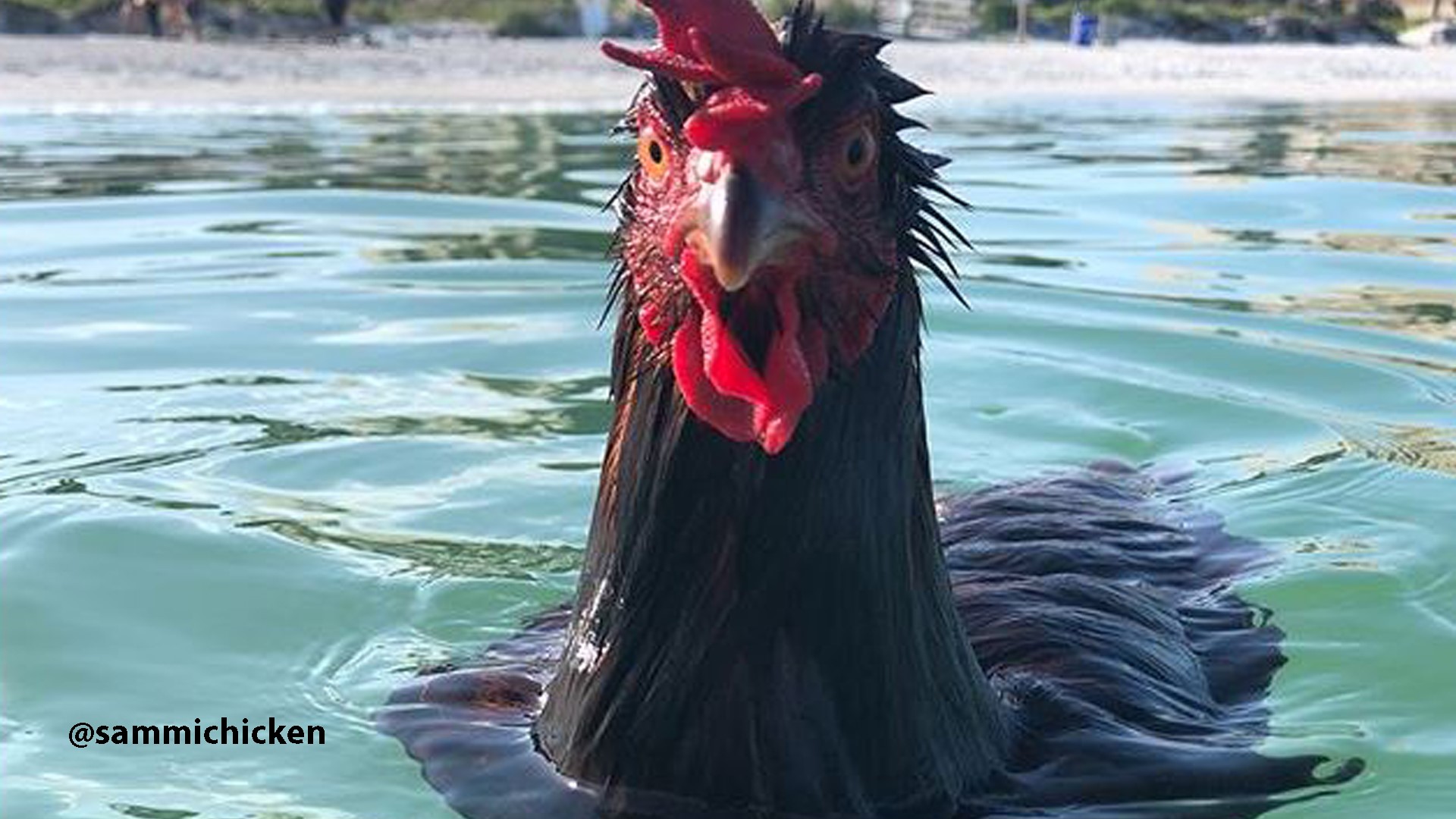 Chicken of the sea? Hen takes a dip at Indian Rocks Beach | wtsp.com