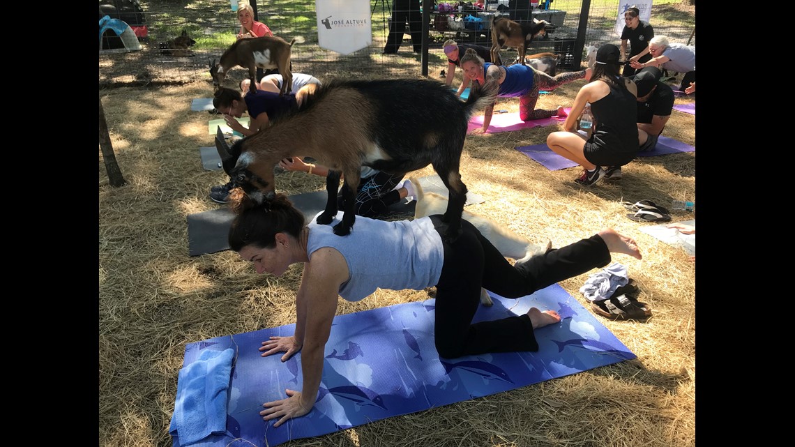 PHOTOS: Grady Goat Foundation lets you do yoga and cuddle with goats ...