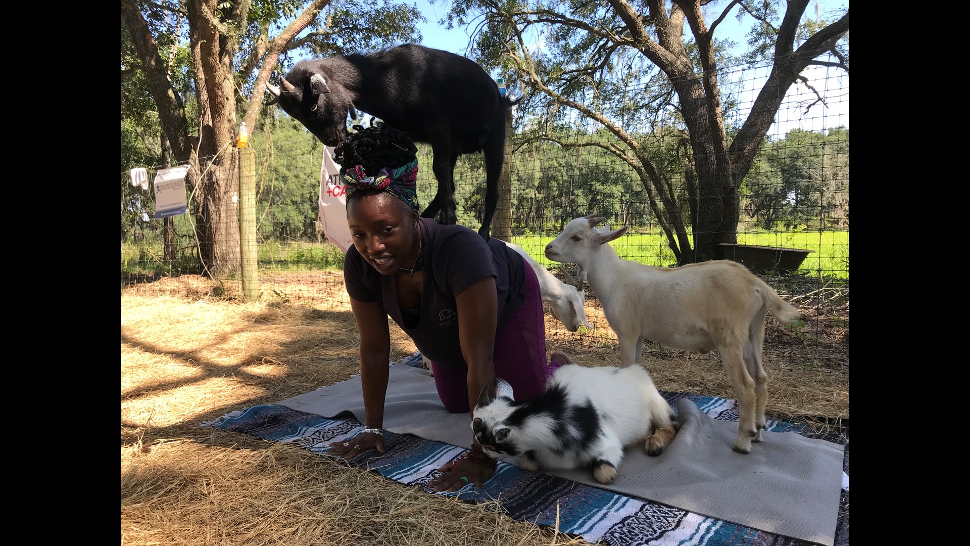 PHOTOS: Grady Goat Foundation lets you do yoga and cuddle with goats ...