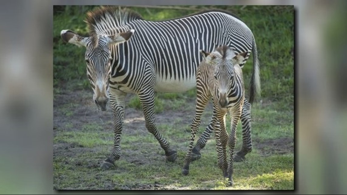 Baby Grevy's zebras debut at Disney's Animal Kingdom | wtsp.com