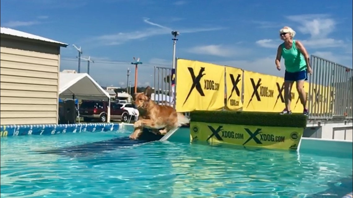 Diving Dogs make a big splash at the Sunshine State Cluster Dog Show ...