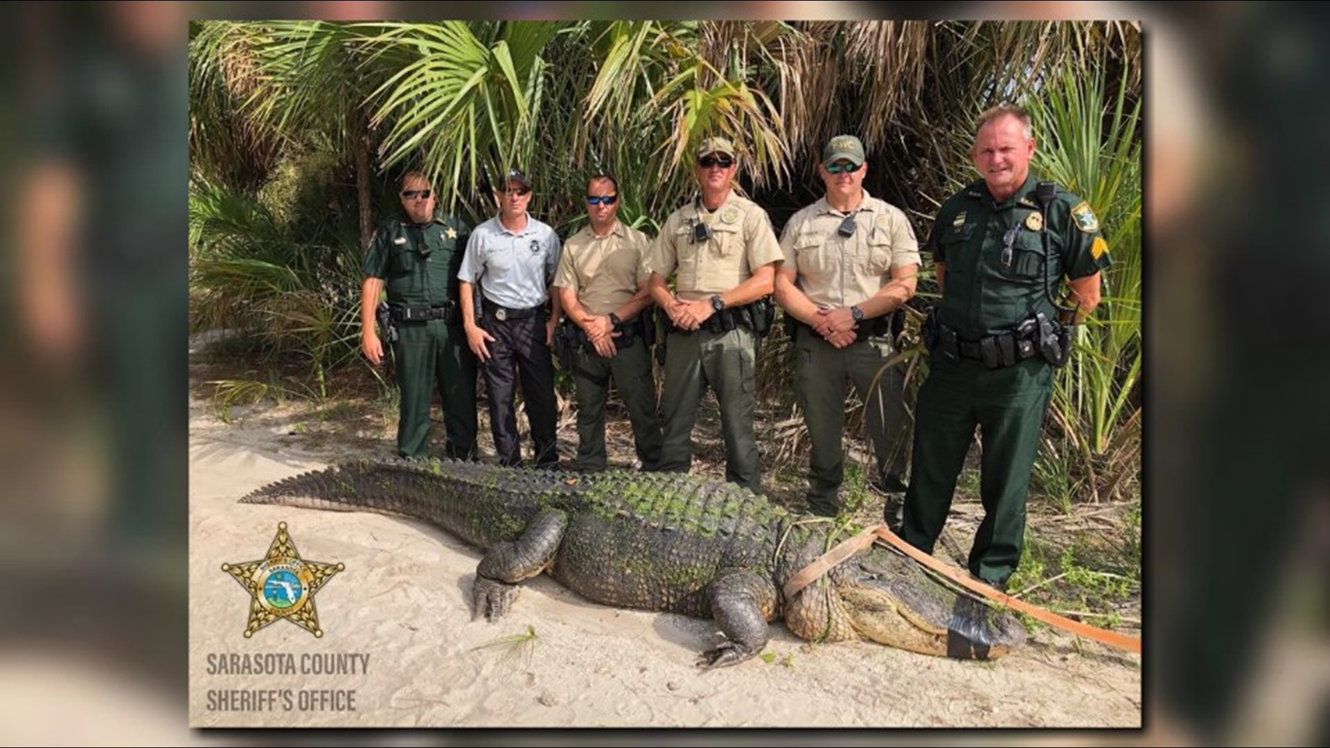 VIDEO: 13-foot alligator captured for FWC investigation in Venice ...
