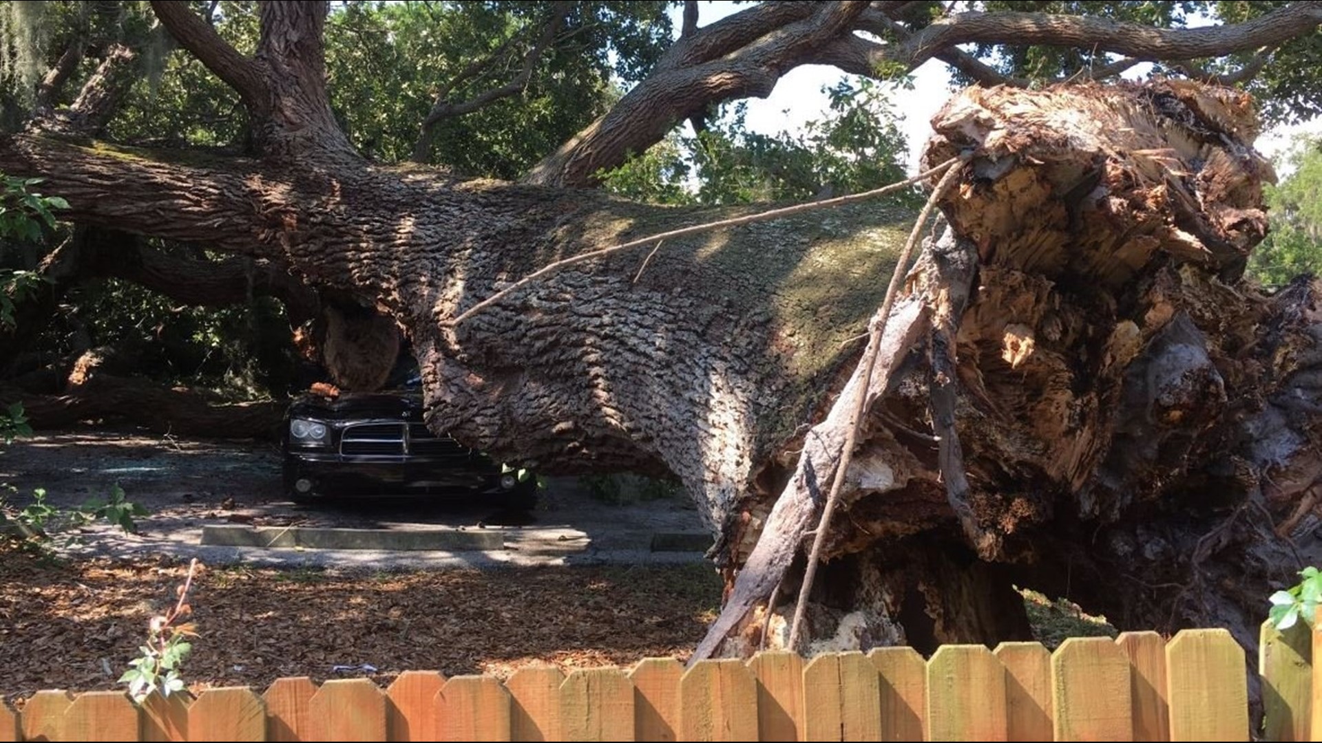 LOOK OUT! Large tree falls on home in Clearwater | wtsp.com