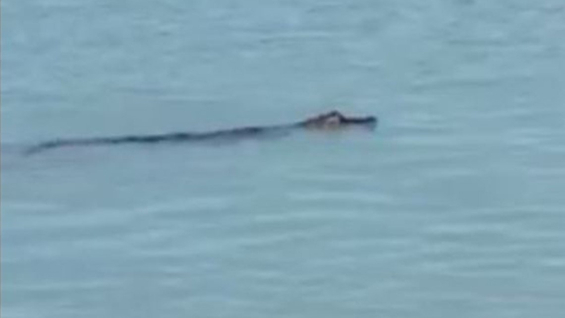 Alligator on a beach: Two spotted in three weeks in southwest Florida ...