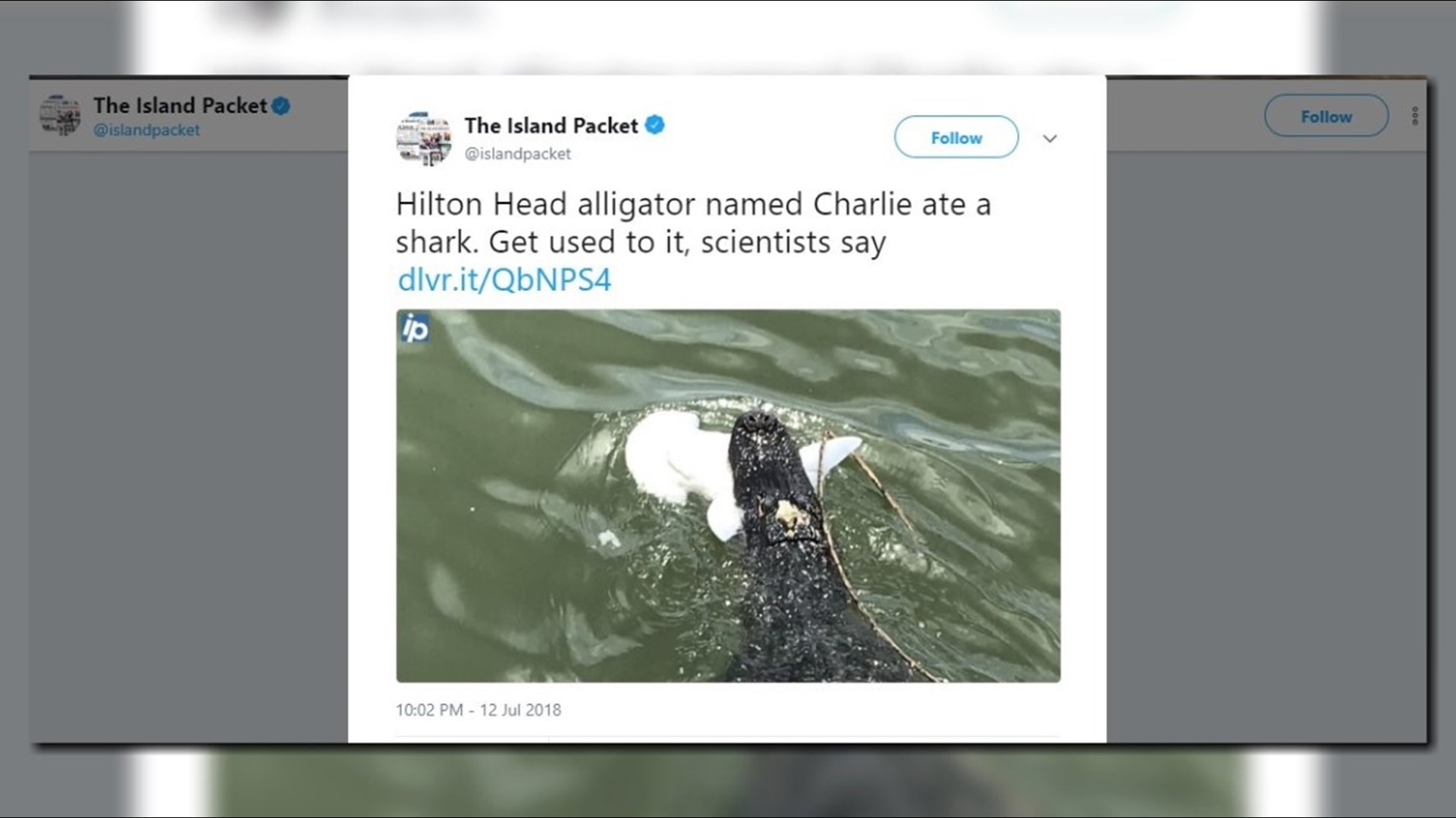 Alligator eats shark in South Carolina, and it was caught on camera ...