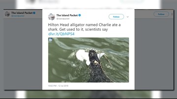 Alligator eats shark in South Carolina, and it was caught on camera ...