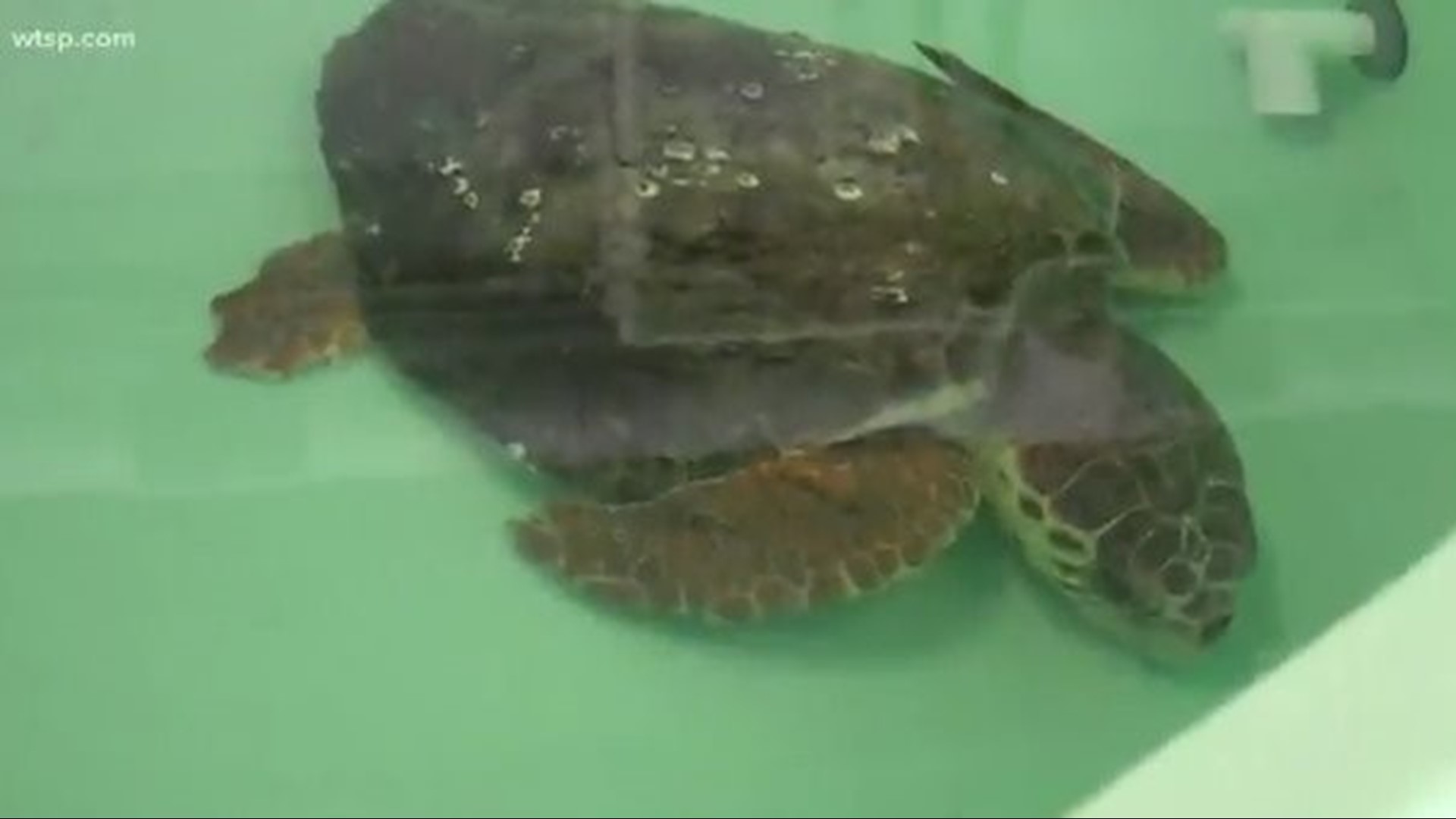 Red tide may be prompting spike in dead, sick sea turtles | wtsp.com