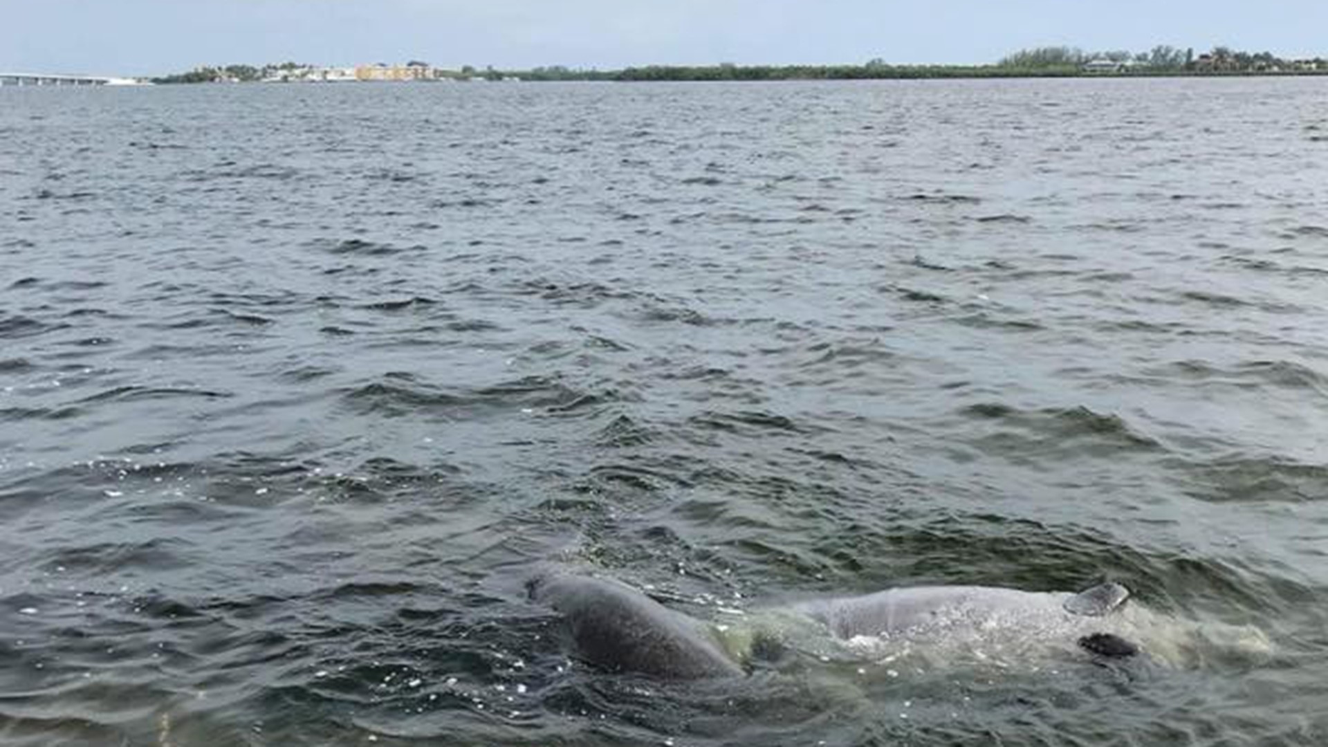 Red tide impacting Sarasota beaches and marine life | wtsp.com