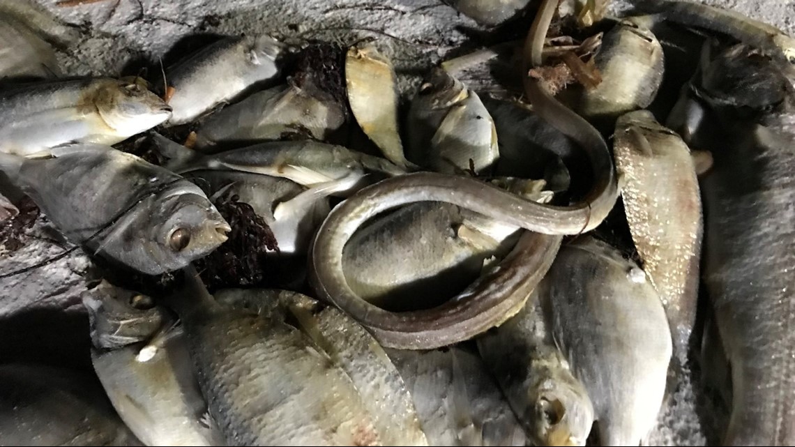 Thousands of dead fish, eels wash up on Siesta Key Beach as red tide ...