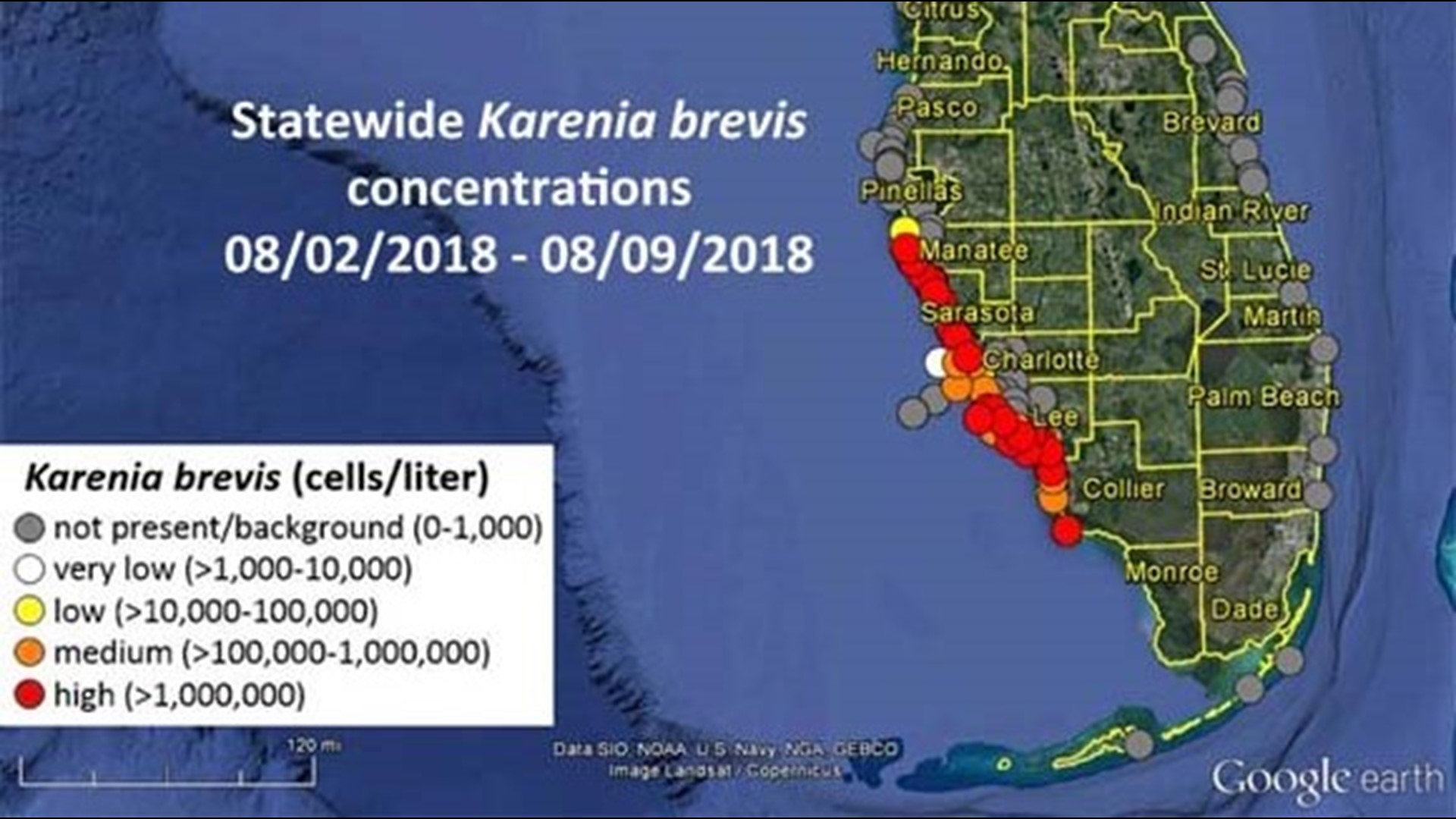 What is red tide? Harmful algal bloom causes problems for Florida ...