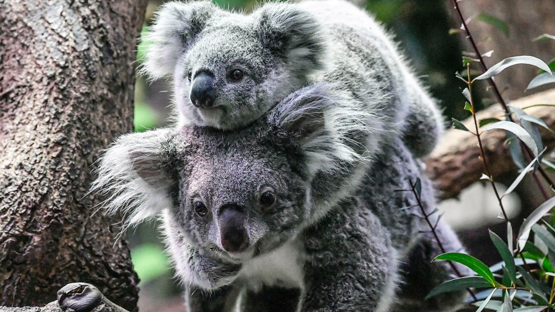 Koalas are now considered 'functionally extinct' | wtsp.com