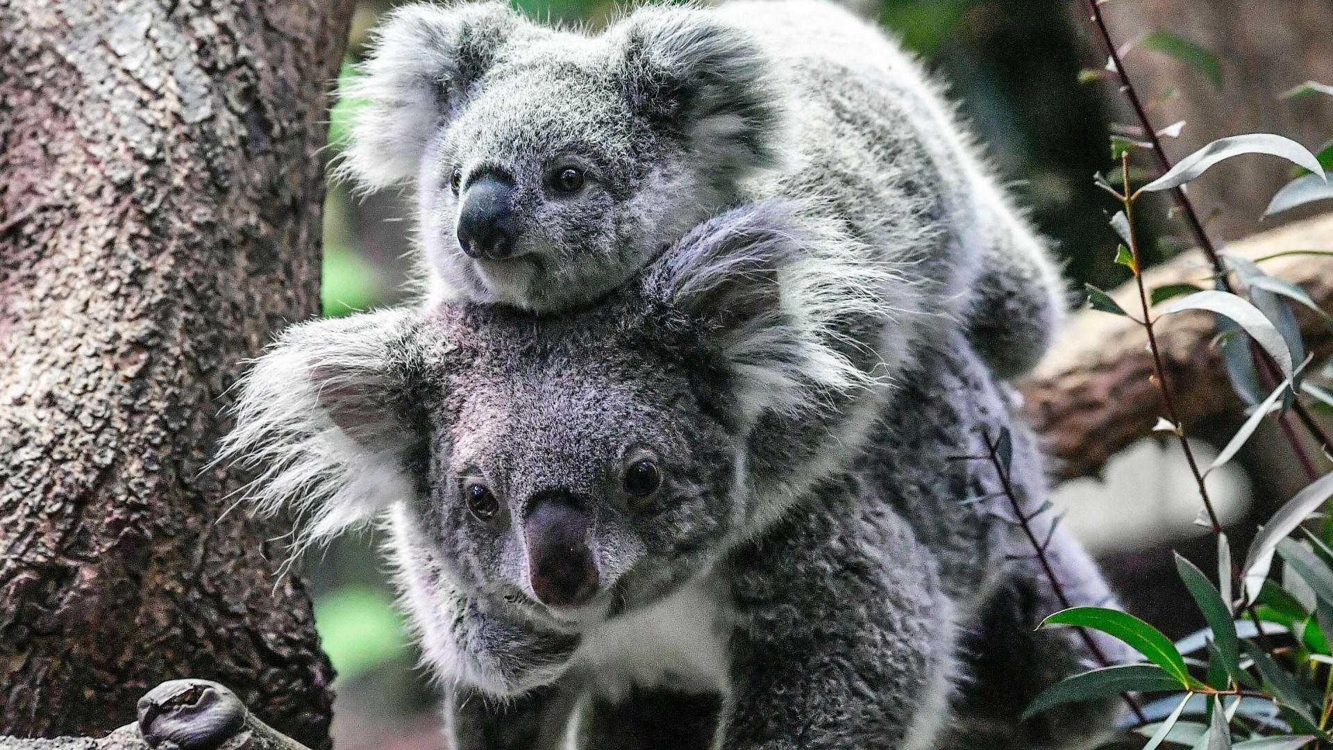 Koalas are now considered 'functionally extinct' | wtsp.com