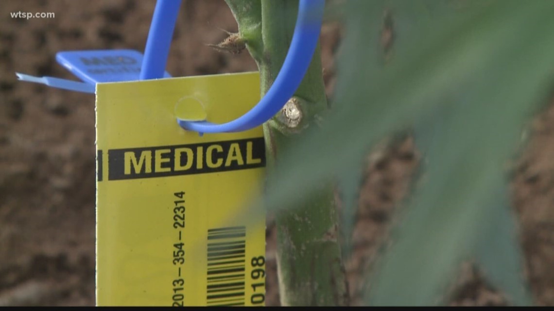 Florida schools dazed and confused by state medical marijuana law ...