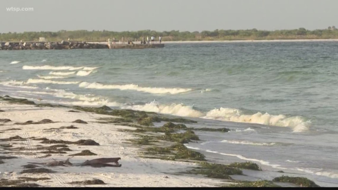 St. Pete area businesses see increase in tourism from red tide | wtsp.com