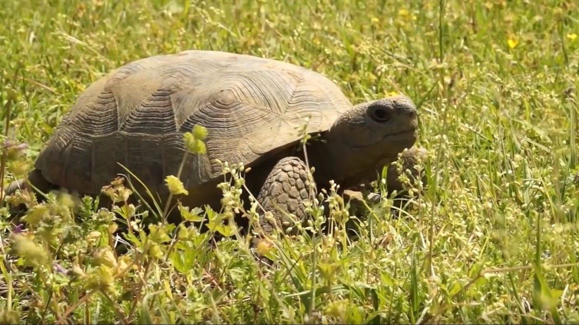 People keep killing protected gopher tortoises in Florida, and FWC ...