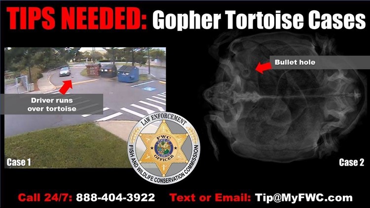 People keep killing protected gopher tortoises in Florida, and FWC ...
