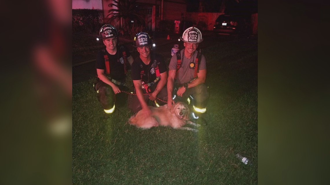 Firefighters rescue golden retriever named Cookie from Hillsborough ...