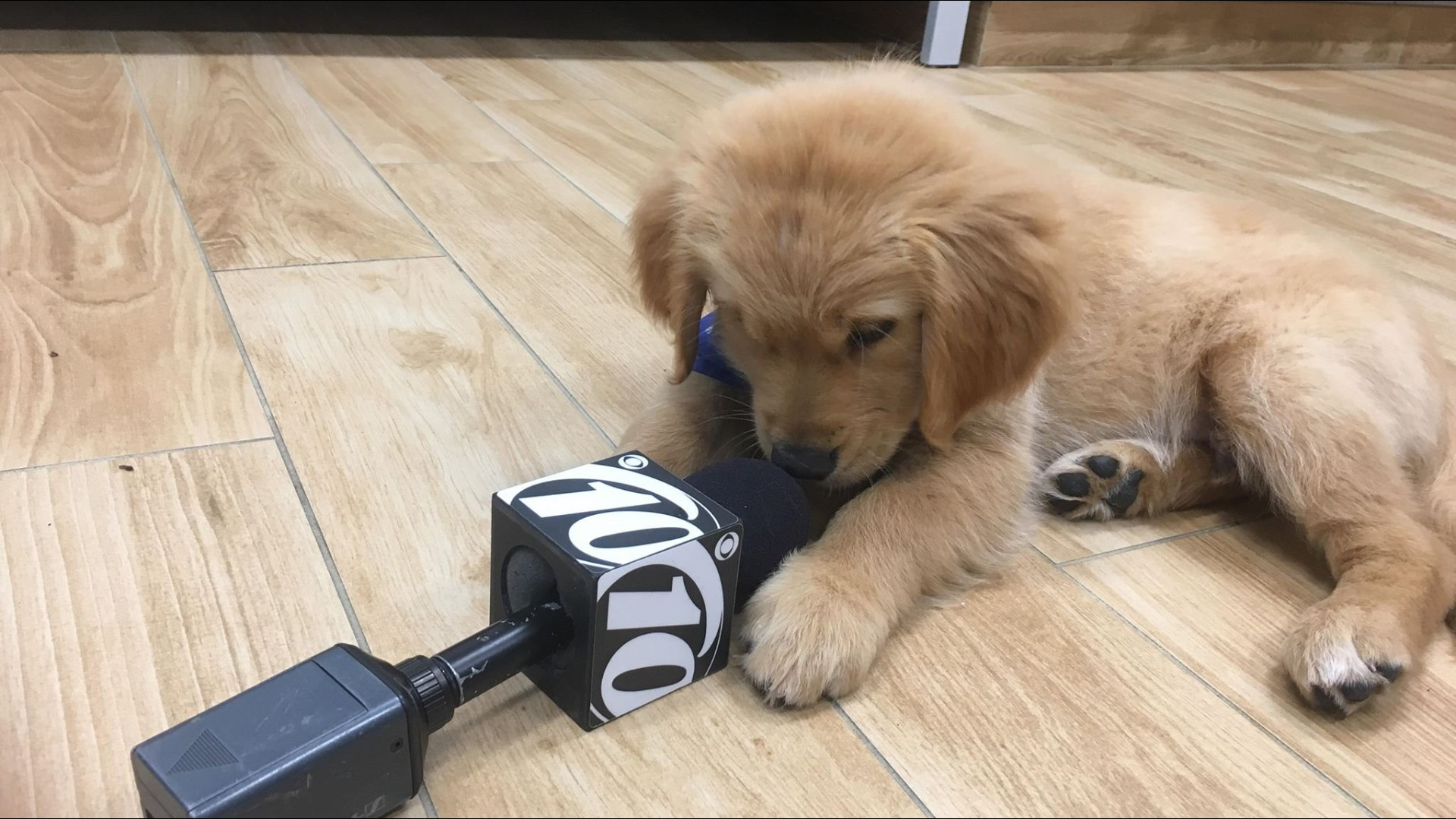 Southeastern Guide Dogs need volunteers to help raise puppies | wtsp.com