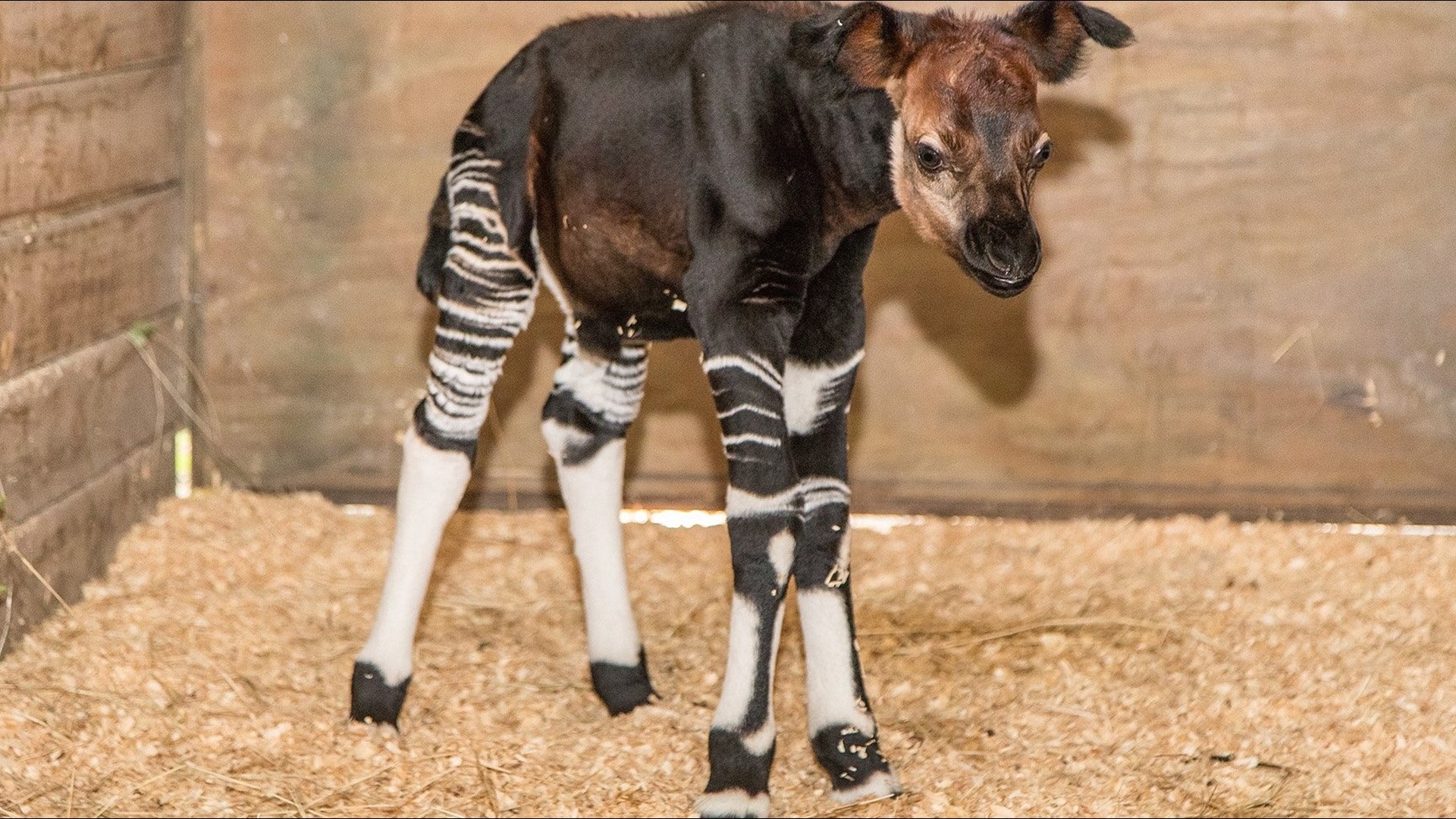 Rare, endangered Okapi born at ZooTampa | wtsp.com