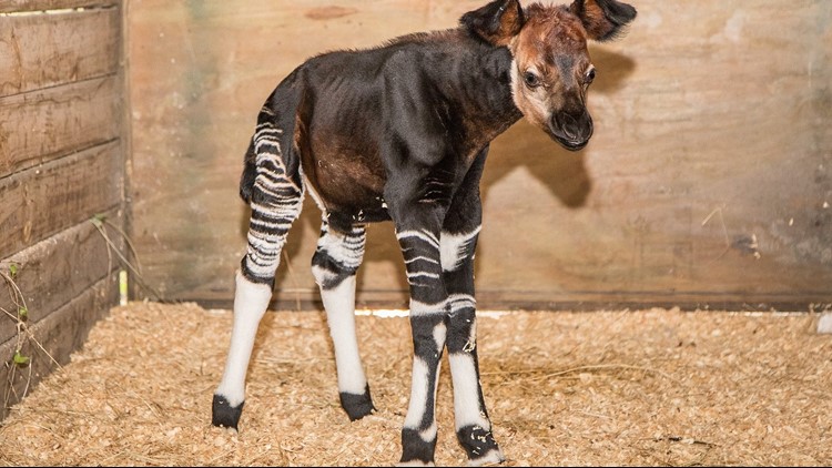 Rare, endangered Okapi born at ZooTampa | wtsp.com