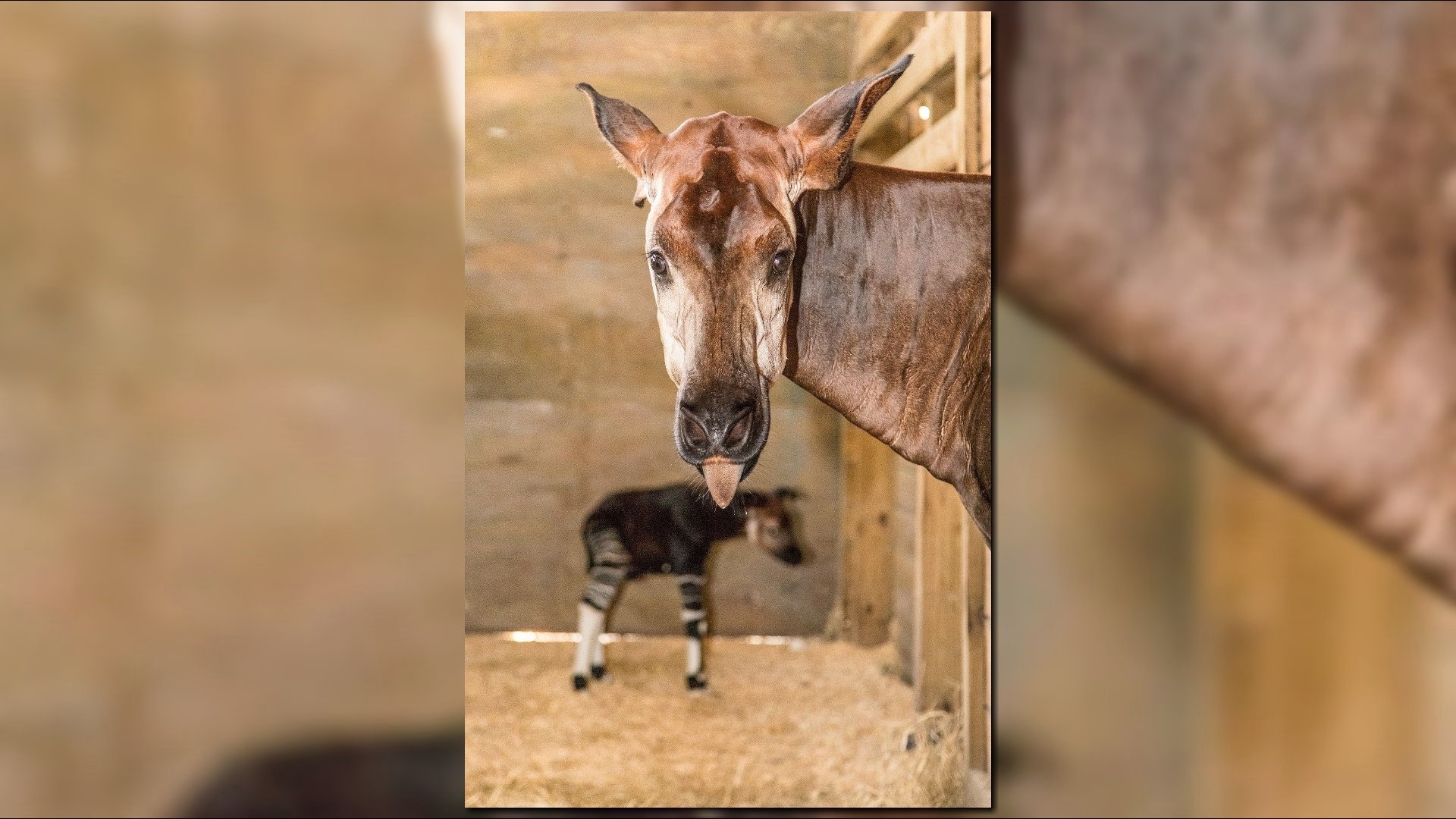 Rare, endangered Okapi born at ZooTampa | wtsp.com