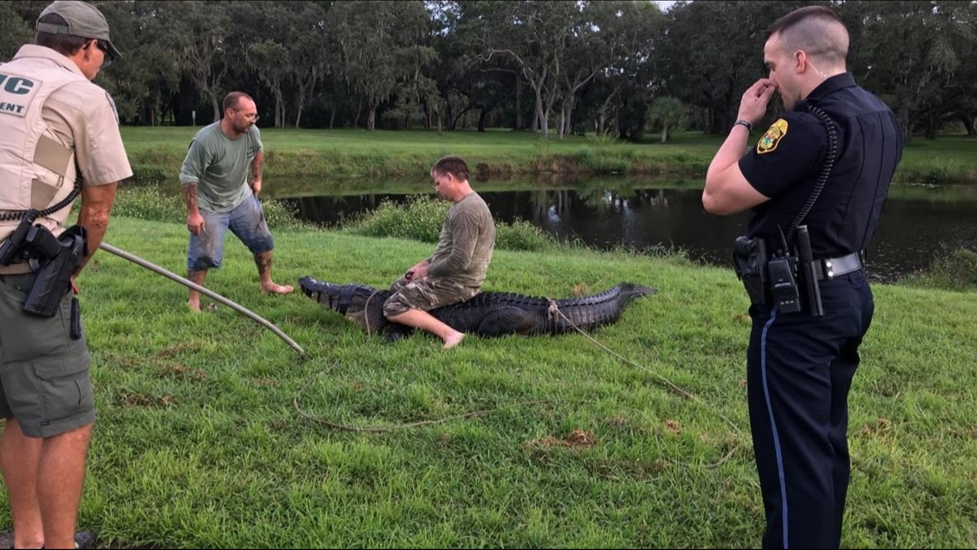 11-foot alligator bites man who was playing disc golf in Clearwater ...