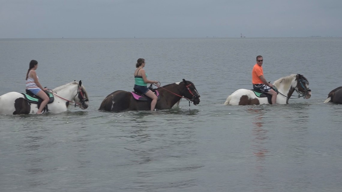 C Ponies lets people see Tampa Bay's beaches on horseback | wtsp.com