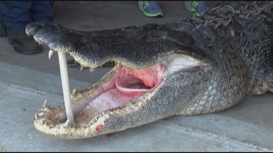 Gator found on Largo sidewalk | wtsp.com
