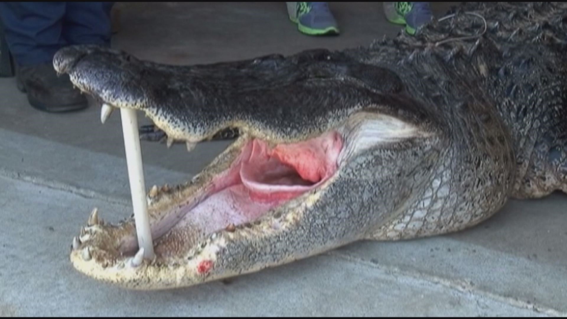 "Like a ghost": Why alligators pose a lethal threat | wtsp.com