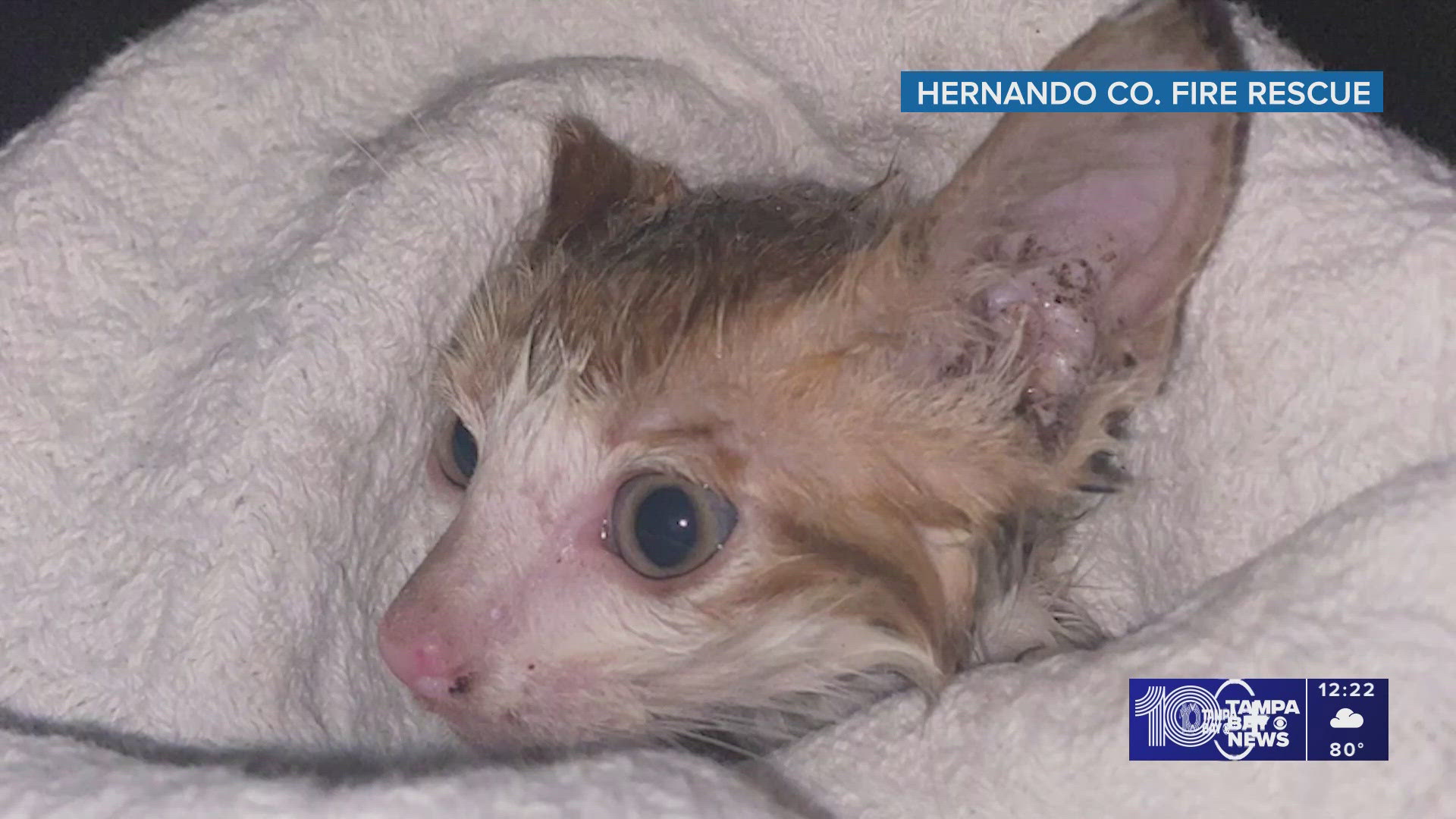 Hernando County fire crews rescue kitten from storm drain | wtsp.com