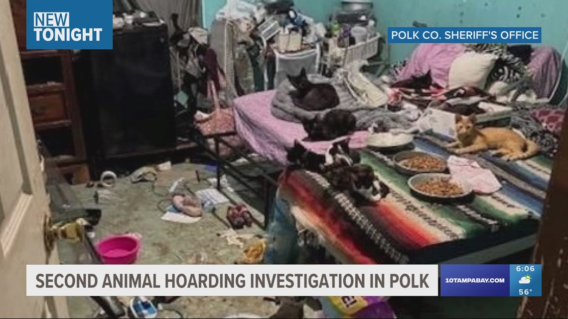 Polk sheriff: Woman arrested for 'hoarding' 35 cats in feces-covered ...