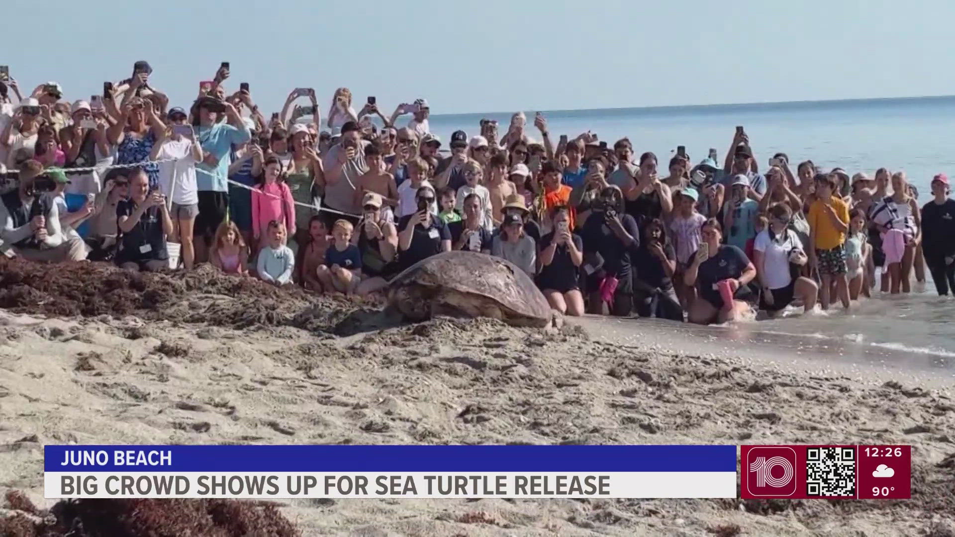 Sea turtle released back into ocean after rehabilitating in South ...