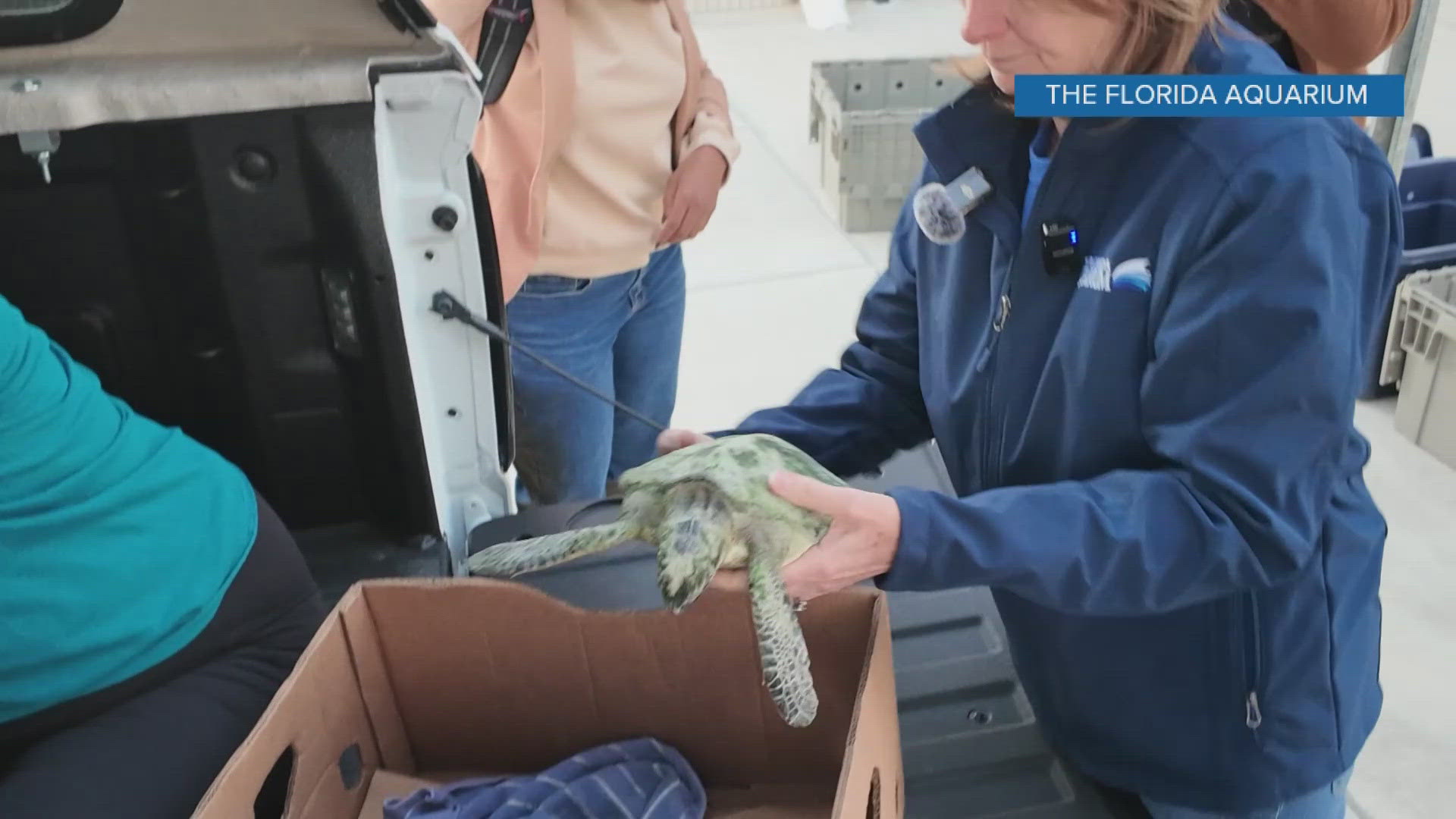 Florida Aquarium reaches capacity with cold-stressed sea turtle rescues | wtsp.com