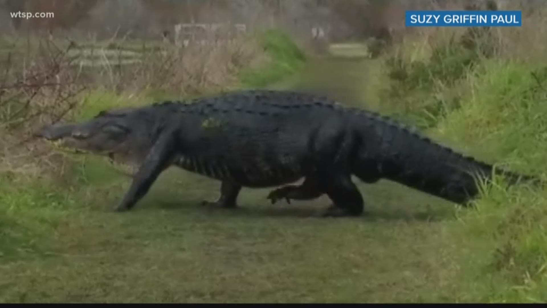 Giant alligator spotted at Savannah, Georgia golf course | wtsp.com