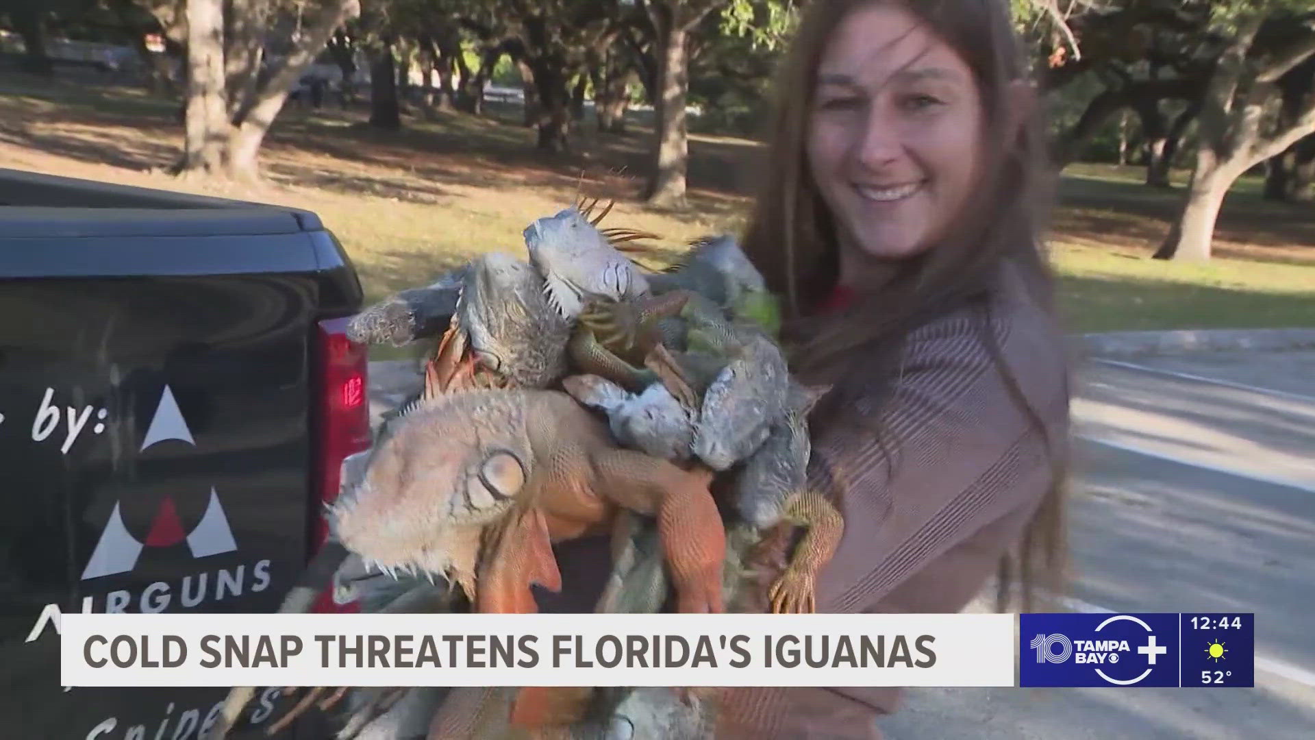 Iguanas falling from trees in Florida can be brought to this Lakeland ...