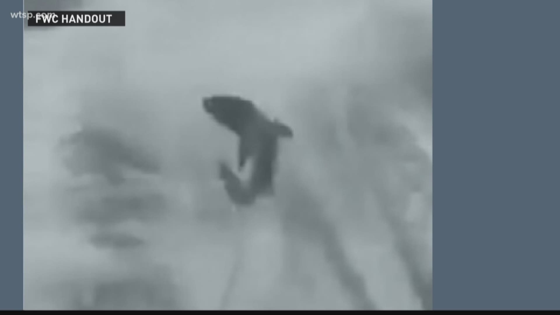 Experts unable to determine if shark was alive when dragged behind boat ...