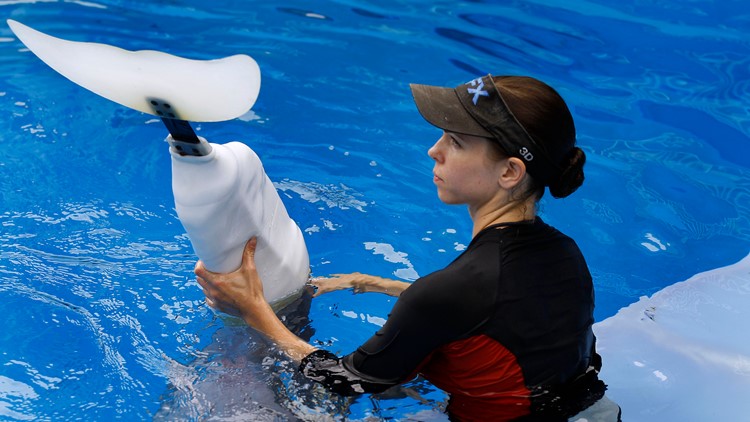 Winter from Dolphin Tale movie meets fisherman who rescued her | wtsp.com