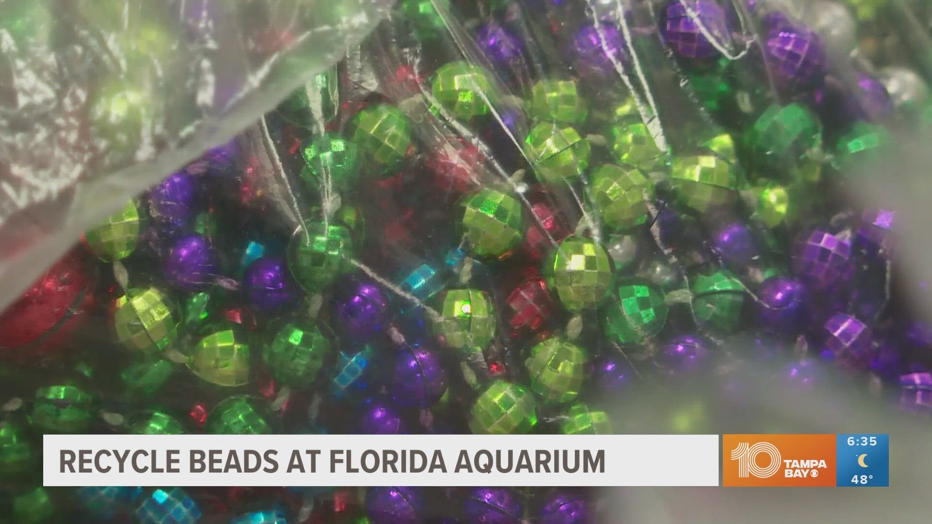 Help clean up beads after Gasparilla, and you can get a free Florida ...