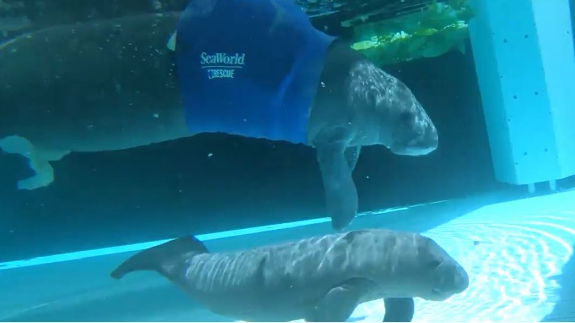 Manatees released from rehab | wtsp.com