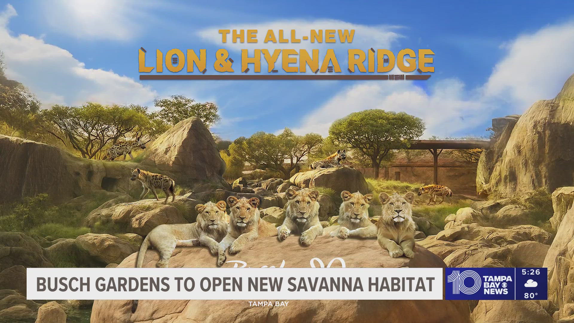 Busch Gardens announces 'Lion & Hyena Ridge', an immersive African ...