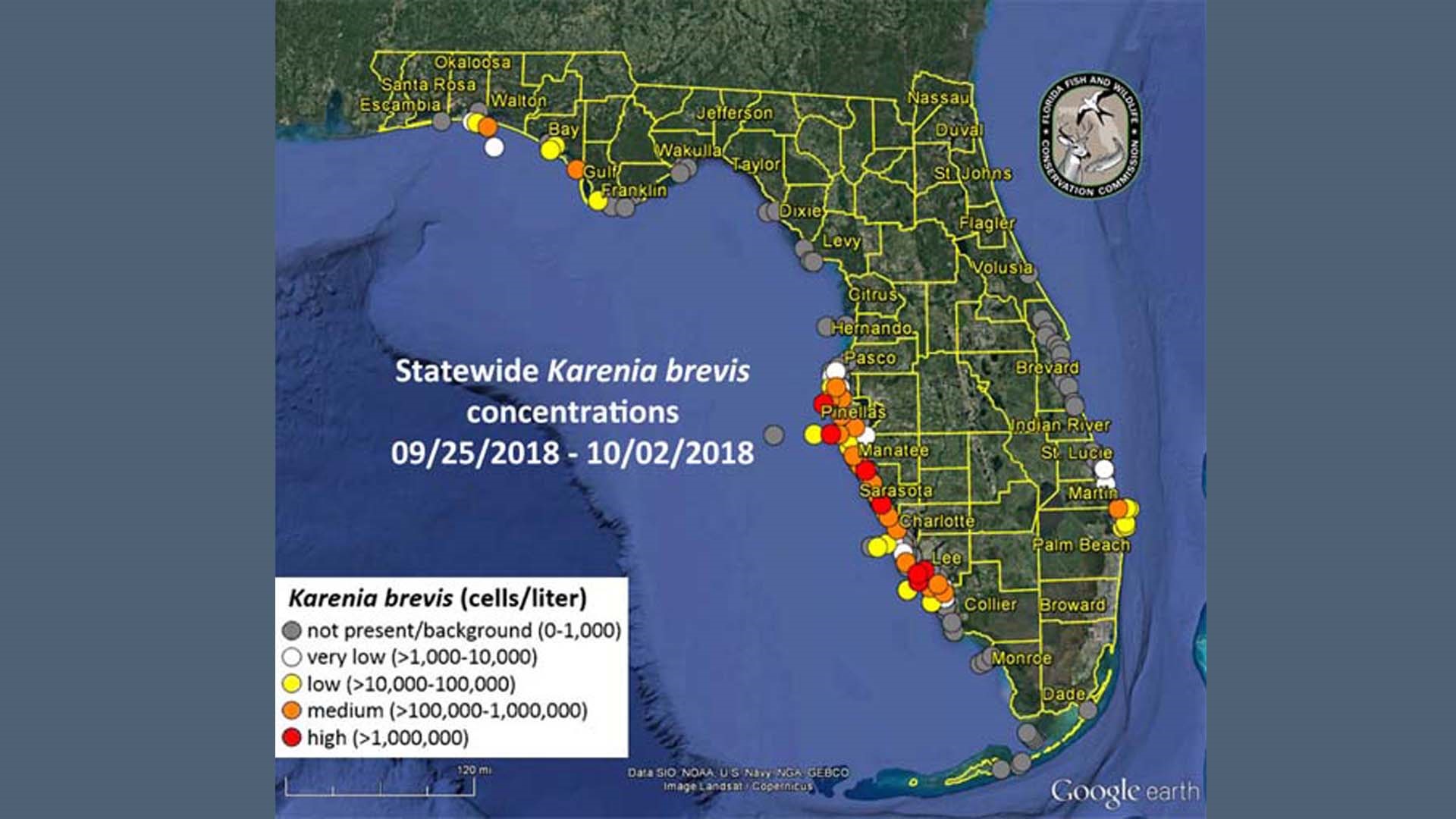 This is what red tide looks like under a microscope | wtsp.com